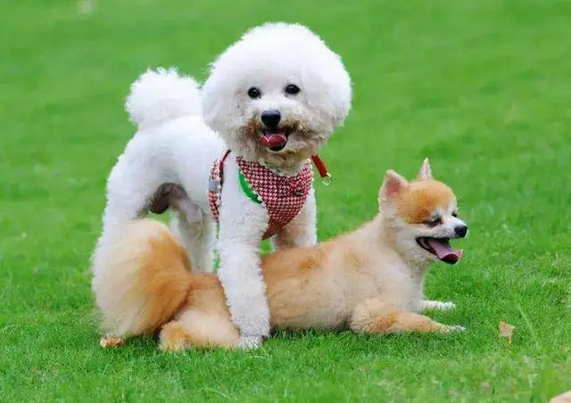 The Social Needs of Dogs and the Importance of Friendship – creatipet